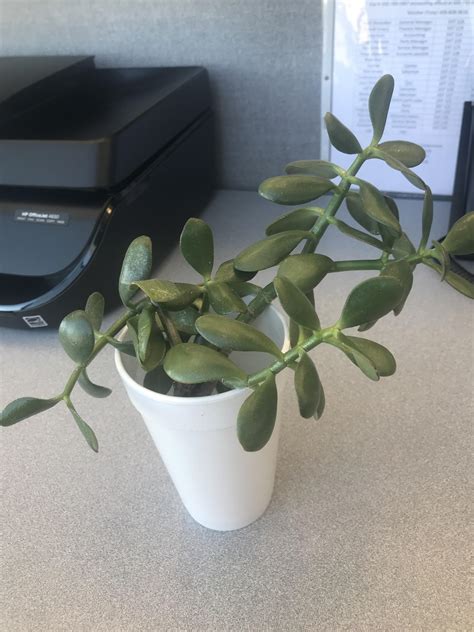 My Work Gave Me Some Of Their Jade Plant Cuttings Best Soil Recommends