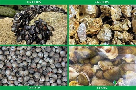 Bivalve Mollusks Characteristics Habitat And Examples
