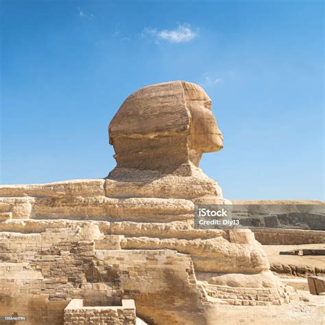 스핑크스 이집트 초상화 이집트의 대스핑크스의 초상화가 닫힙시다 이집트 기자 스핑크스의 머리에 많은 비둘기 스핑크스의 머리를 클로즈업합니다 측면 보기 사람 얼굴에 대한 스톡