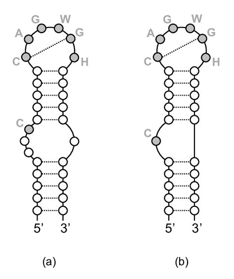12 The Consensus Secondary Structures Of The Iron Response Elements Download Scientific