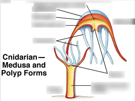 Cnidarian Medusa And Polyp Forms Diagram Quizlet