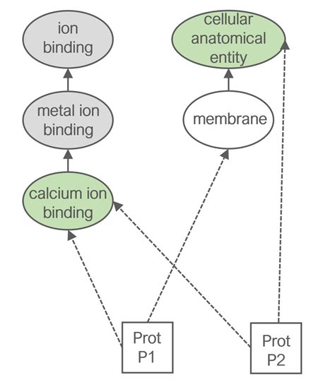 A Go Kg Subgraph To Represent The Shared Semantic Aspects Of Two