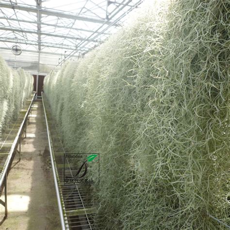 空气凤梨空凤优质松萝80cm长植物窗帘 Diy材料基地品种虎窝淘