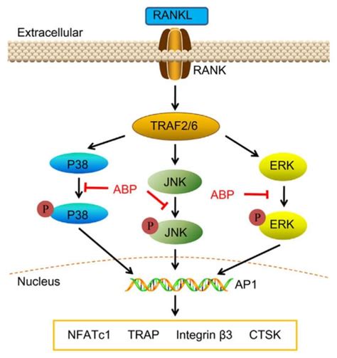 Molecules Special Issue Research And Application Of Plant Sourced Polysaccharides—2nd Edition
