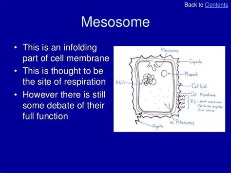 Plasmid Structure And Function
