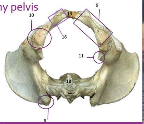 Bony Pelvis 3 Diagram Quizlet