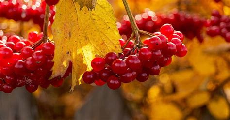 Контрольна робота з теми Будова слова Орфографія 5 клас НУШ