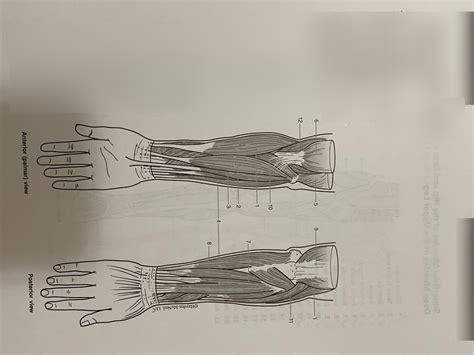 Anatomy Lab Diagram Quizlet