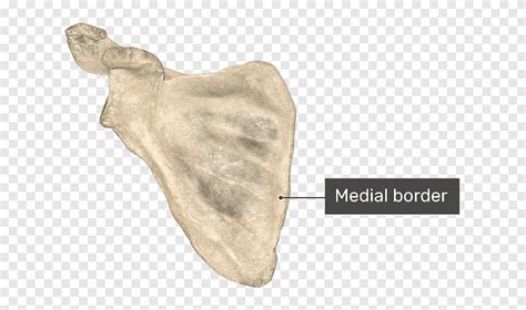 Scapula Coracoid Process