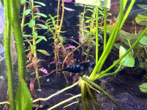 Need Sexing Of Shrimp Rshrimptank