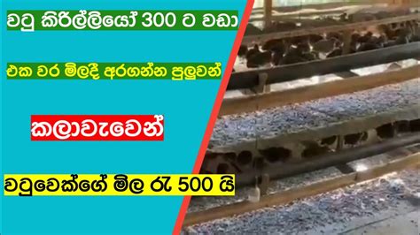 Quail Price In Sri Lanka Watu Kurulu Palanaya In Sinhala වටු කුරැලු