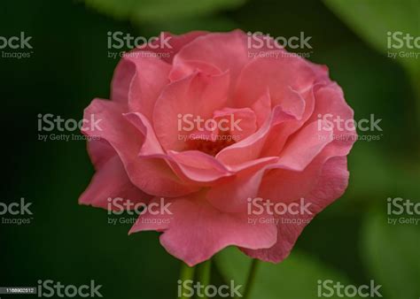 정원 장미 장식 세계에서 인기있는 꽃 식물 큰 크기의 꽃 다양한 색상 핑크 로즈의 인테리어 사진 0명에 대한 스톡 사진 및 기타 이미지 Istock