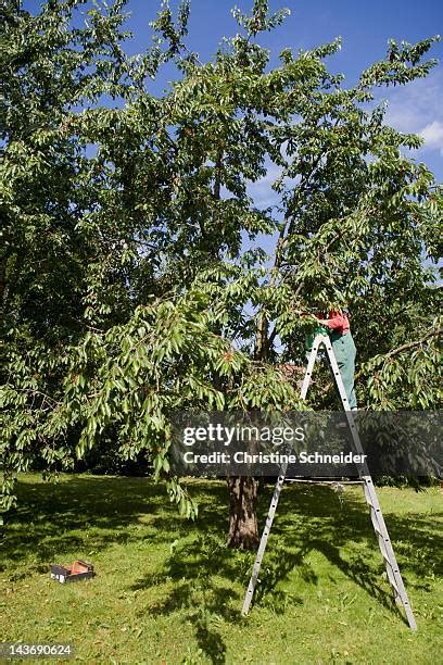Tree Pruning Ladder Photos And Premium High Res Pictures Getty Images