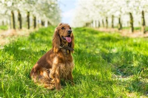 How Long Do Cocker Spaniels Live Average Lifespan Data And Care Guide