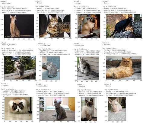 Github Willyfhcat Breed Classification Using Cnn Cat Breed Classification Using