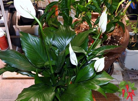 How To Plant Lilium Bulbs At Laura Shann Blog