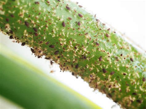 Get Rid Of Aphids Naturally With These 9 No Fail Solutions Garden Betty