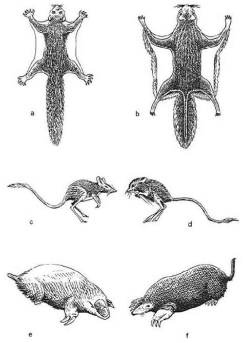 Parallel Evolution Examples