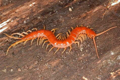 12 Fascinating Types Of Centipedes Leggy Wonders Uncovered