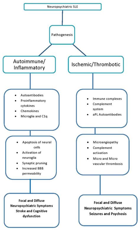 Neuropsychiatric Systemic Lupus Erythematosus Antibodies Involved