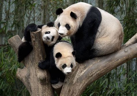 에버랜드 쌍둥이 판다 첫돌 맞아 바오패밀리 페스타 개최 파이낸셜뉴스