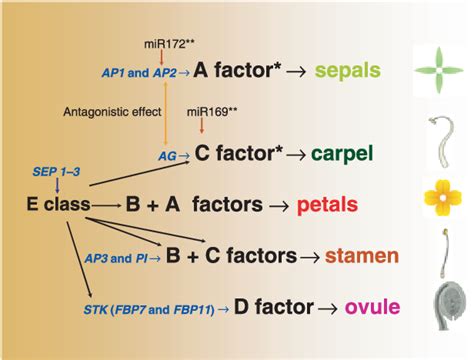 Figure 1 From Towards Molecular Breeding Of Reproductive Traits In Cereal Crops Semantic Scholar