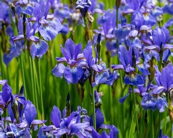 Wild Iris Etsy