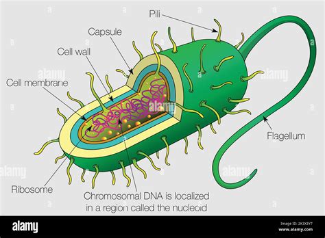 Prokaryotic Cell Diagram
