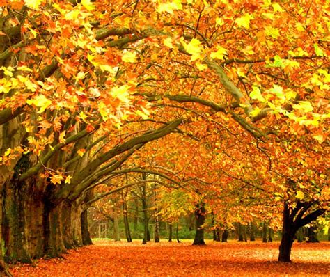 Избрани најдобрите литературни и ликовни творби за есента Ohridnews