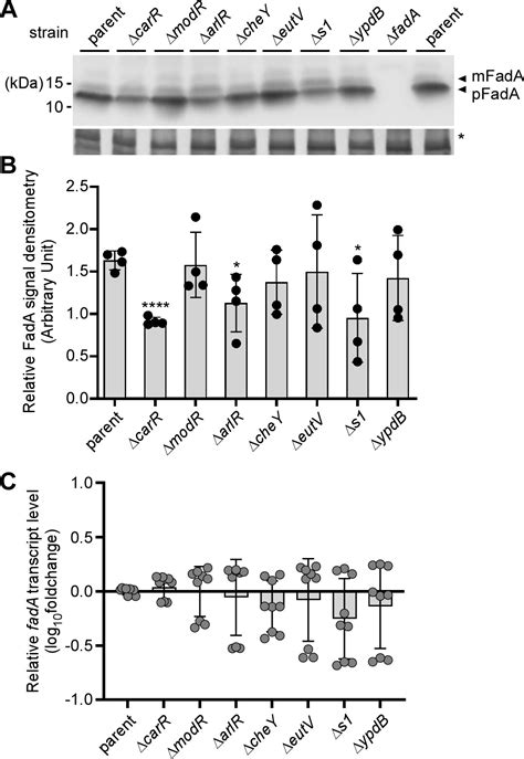 Inactivation Of The Fusobacterium Nucleatum Rnf Complex Reduces Fada Mediated Amyloid Formation