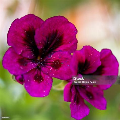 어두운 분위기의 클로즈업 밝은 보라색 라일락 배경입니다 피는 봄 꽃 벽지입니다 아름 다운 계절 꽃 매크로 사진입니다 공간을 복사합니다 0명에 대한 스톡 사진 및 기타 이미지