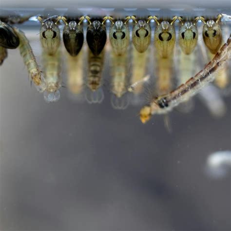 Anopheles Mosquito Eggs