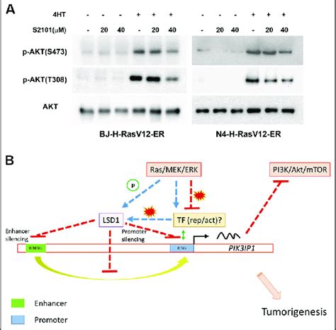 Lsd1 Inhibition Supresses Pi3k Signalling Upon Conditional Ras Download Scientific Diagram