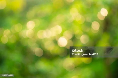 매혹적인 친환경 디자인 자연의 밝은 색상과 신선한 질감이 어우러진 추상적인 녹색 잎사귀 보케 배경 생생한 환경 테마를 위한 여름 단풍과 햇빛의 조화 0명에 대한 스톡 사진