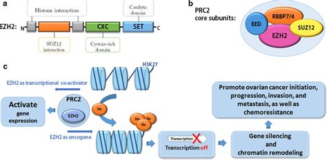 The Structure And Function Of Ezh2 A The Schematic View Of Ezh2