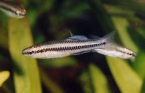 Lucania Goodei