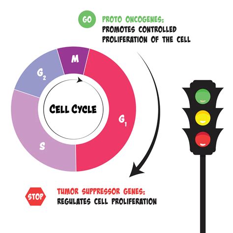 Tumor Suppressor Genes And Proto Oncogenes