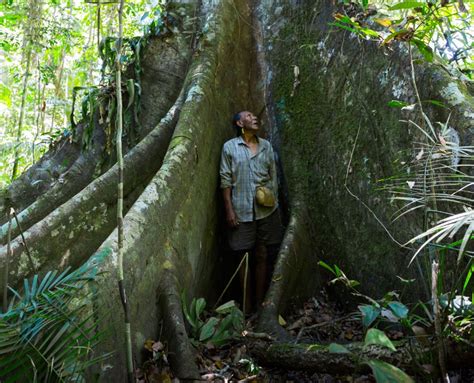 Prospects For Sustainable Logging In Tropical Forest Primary Forests And Climate Program