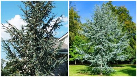 17 Different Types Of Cedar Trees Their Identifying Features