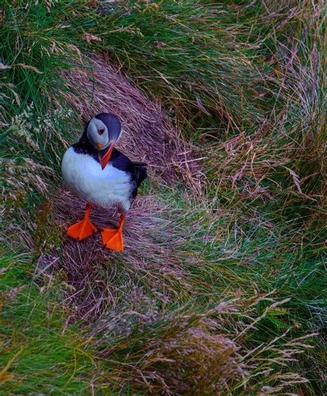 Atlantic Puffin In Natural Habitat Stock Image Image Of Seabird