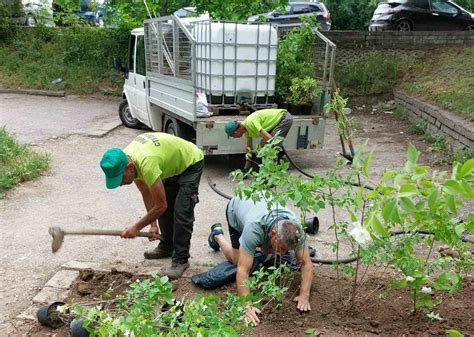 БТА Общо 297 са новозасадените дървета на територията на Столичния район „Студентски“ през