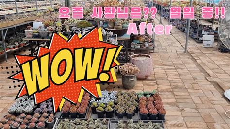 화성 샤론다육 다육이 초보 특가 판매 사장님 요즘뭐해 Youtube