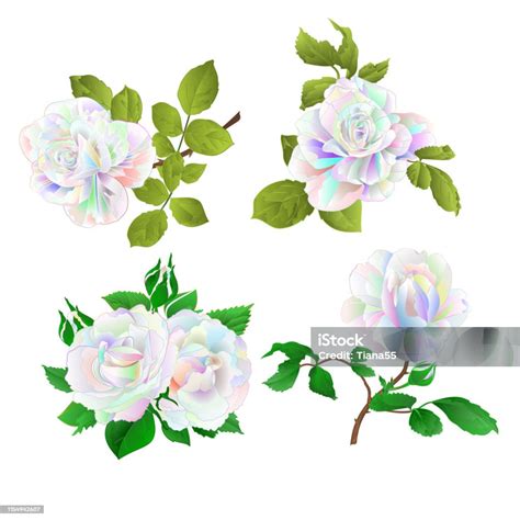 흰색 바탕에 여러 가지 빛깔의 장미와 새싹 3 빈티지 벡터 식물 일러스트 편집 가능한 설정 가시에 대한 스톡 벡터 아트 및 기타 이미지 가시 공휴일 꽃 나무 Istock