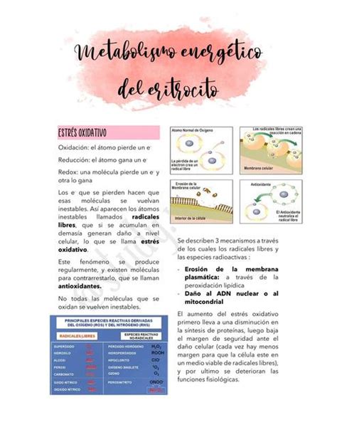 Metabolismo Energetico Del Eritrocito Study With Titu Udocz