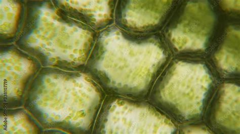 Chloroplast Under A Microscope Cell Division Cell Structure Cell