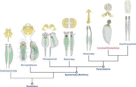 Jurassic Fossil Sheds Light On Evolutionary Origins Of Thorny Headed