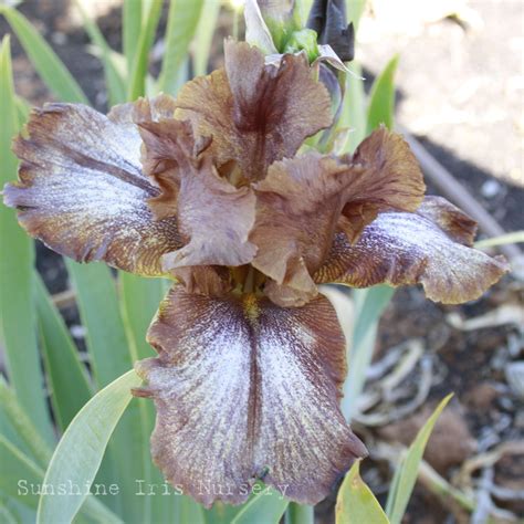 Huckleberry Fudge Iris Flowers Iris Bulbs Sunshine Iris And