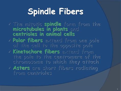 PPT Mitosis PowerPoint Presentation Free Download ID