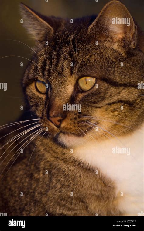 Portrait Of An Adult Tomcat Stock Photo Alamy