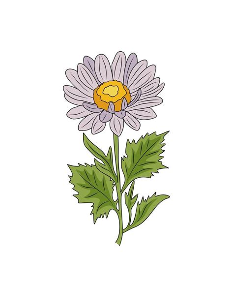 Aster September Birth Month Flower Art 54977480 Vector Art At Vecteezy